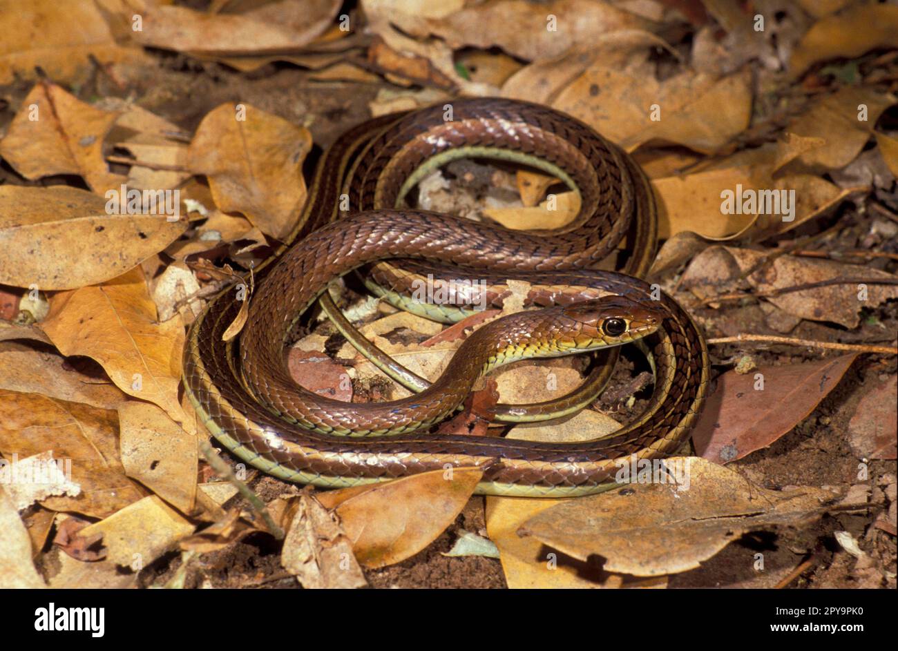 Striped swamp snake Stock Photo - Alamy