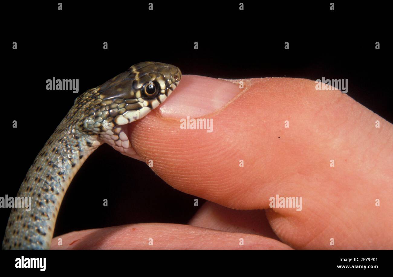 Hand snake hi-res stock photography and images - Alamy