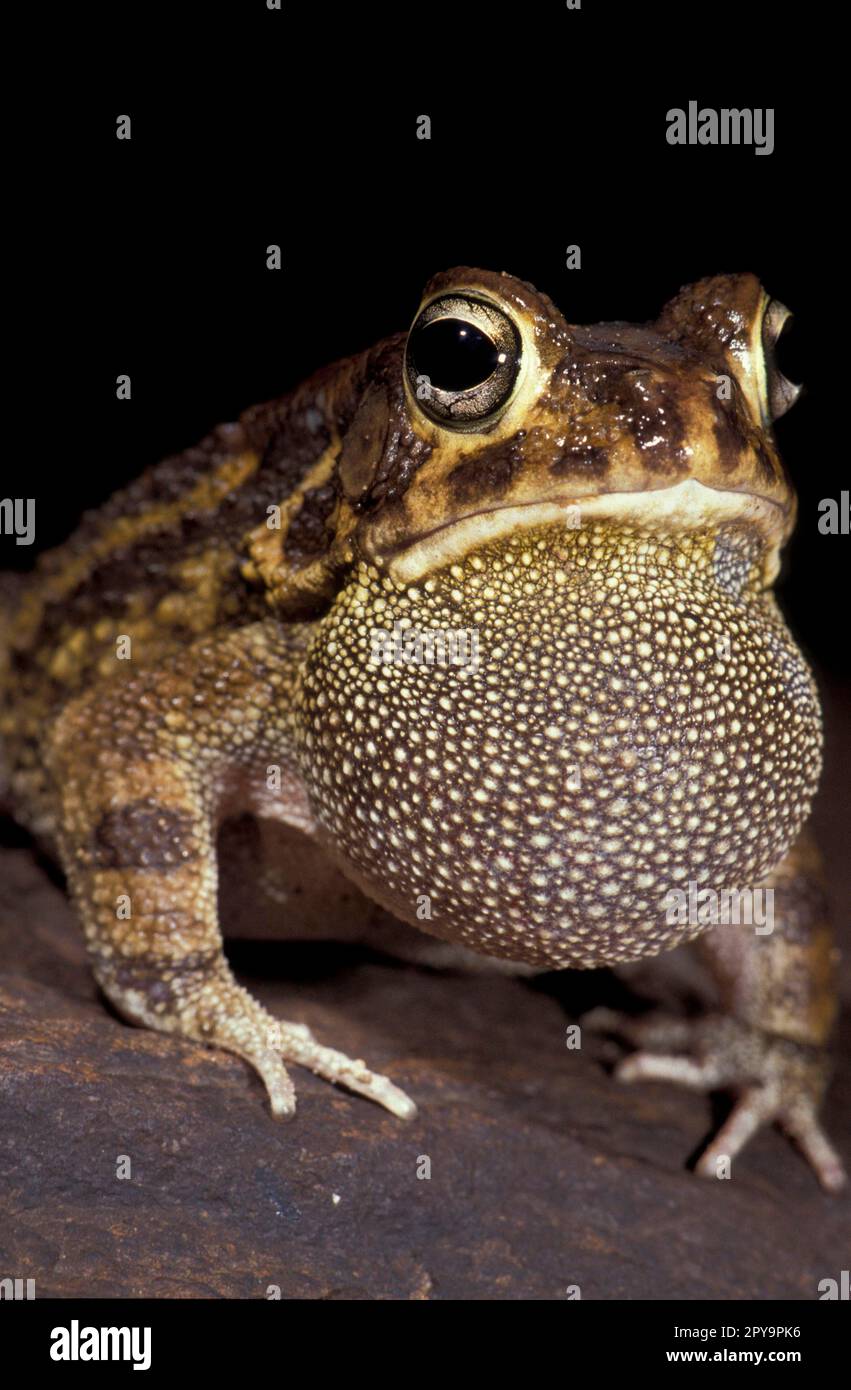 African panther toad Stock Photo - Alamy