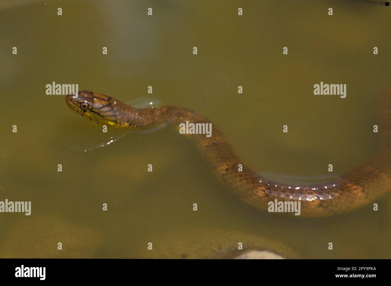 Mature snake hi-res stock photography and images - Alamy