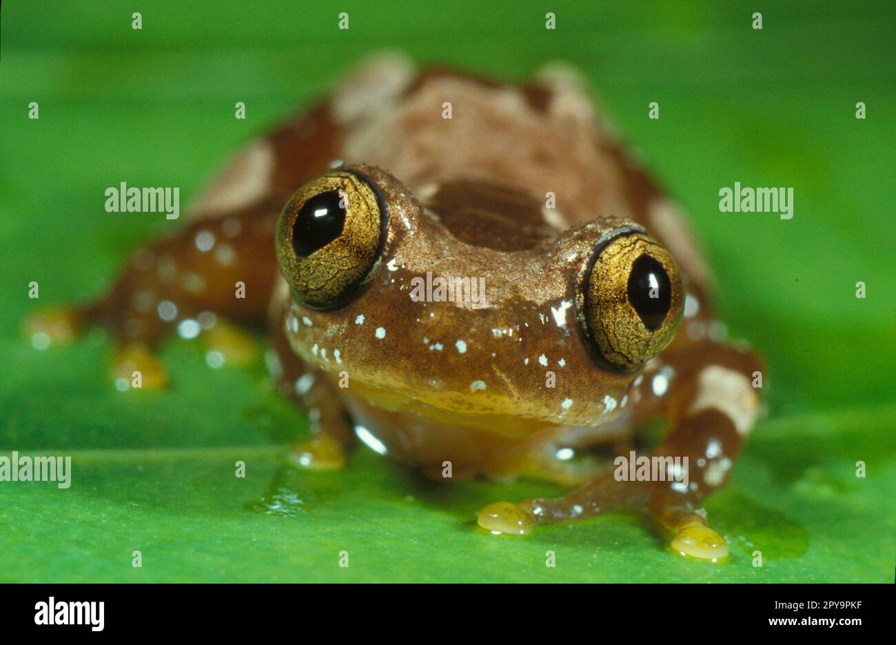 African tree frog, Tai forest, Ivory Coast Stock Photo - Alamy