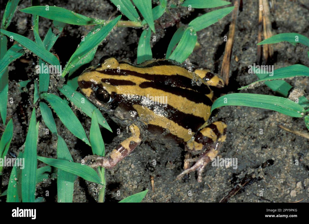 African tree frog hi-res stock photography and images - Alamy