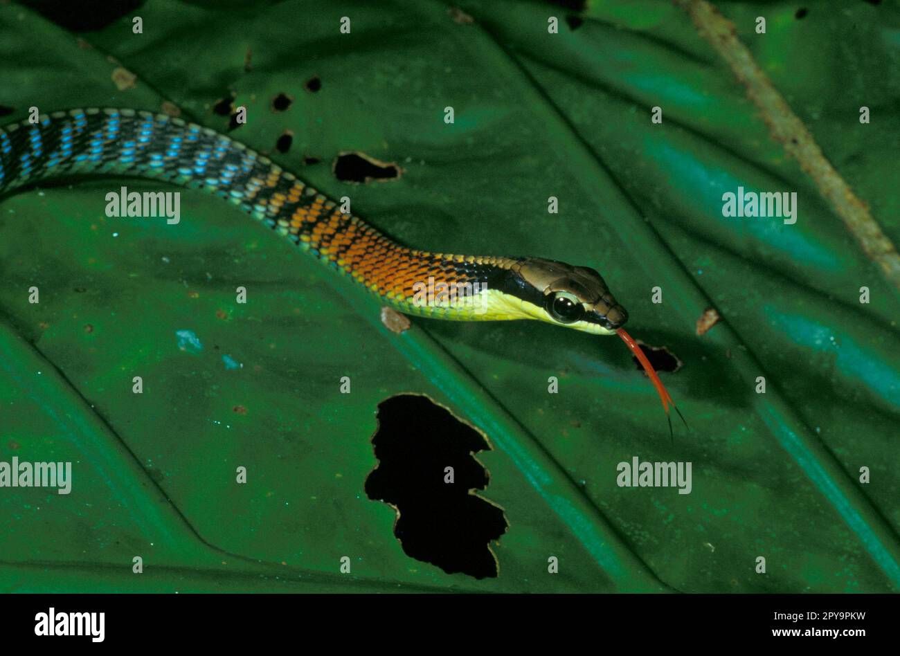 Bronzeback snake, Sabah, Borneo, Malaysia Stock Photo - Alamy