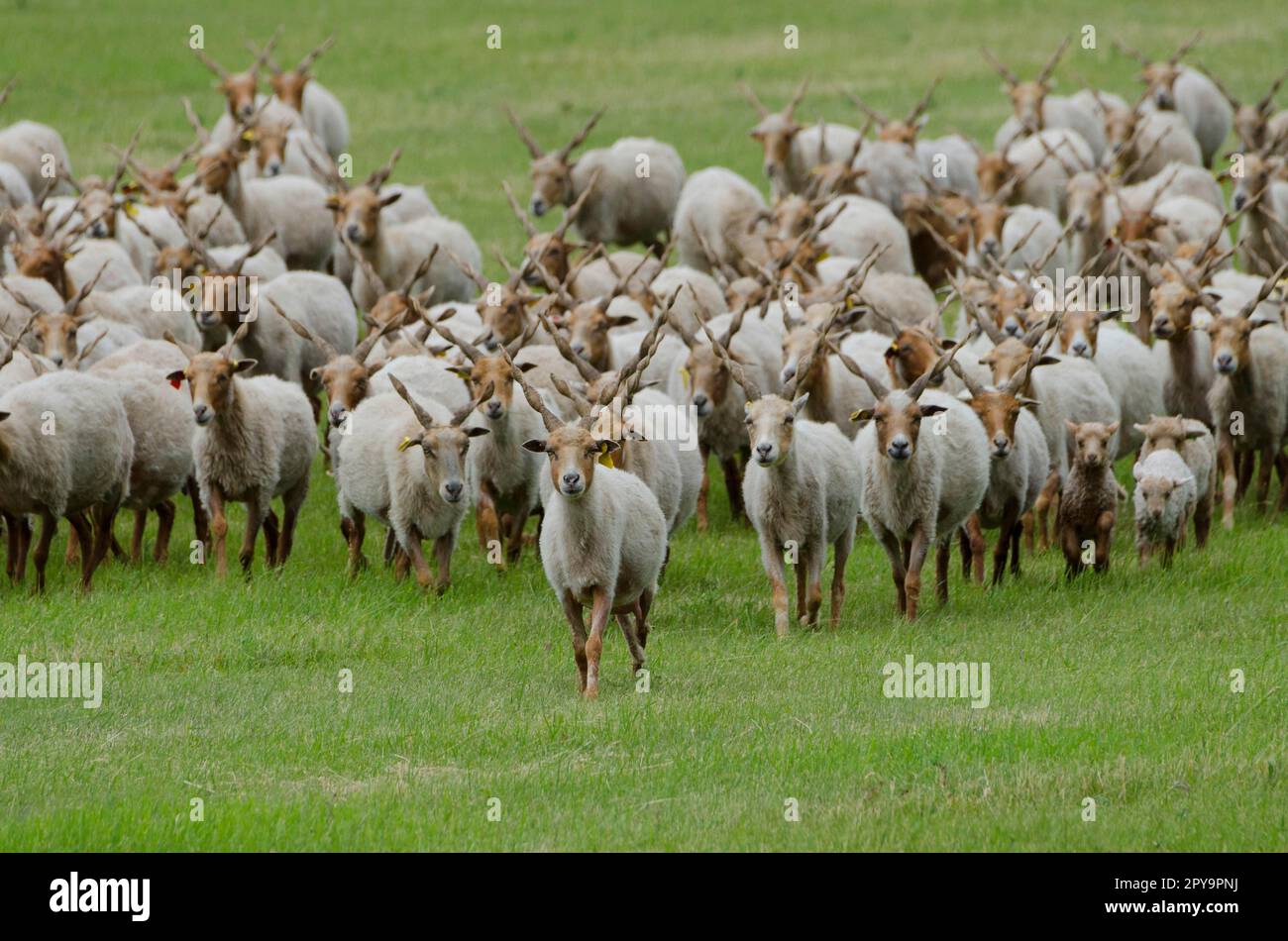 Hungarian racka hi-res stock photography and images - Alamy