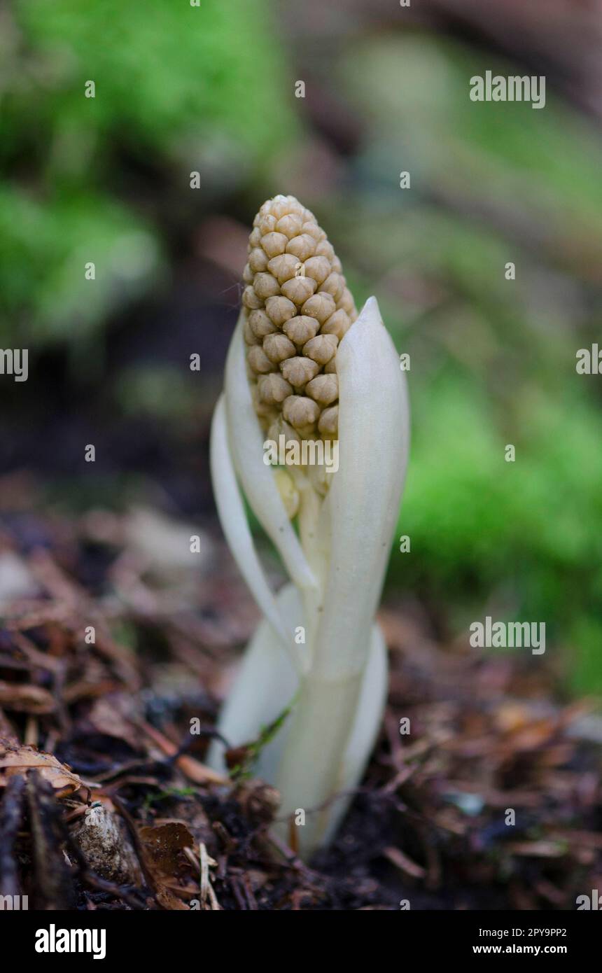 Bird's Nest Root Stock Photo - Alamy