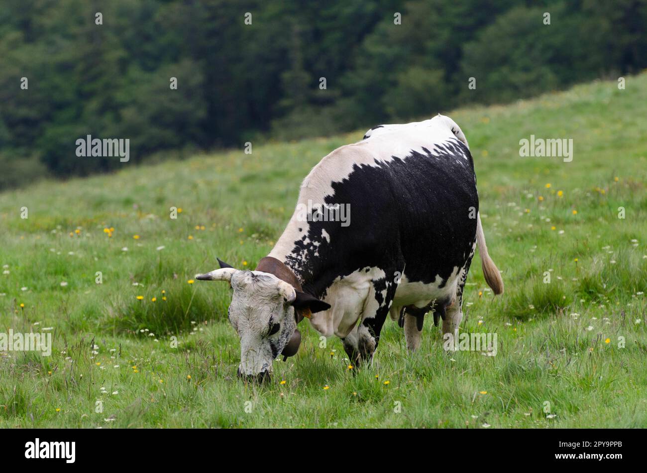 Vosges cattle, cow Stock Photo - Alamy