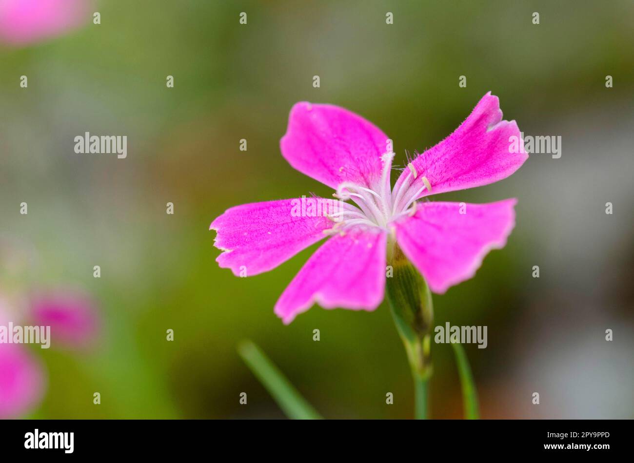 Peacock carnation hi-res stock photography and images - Alamy