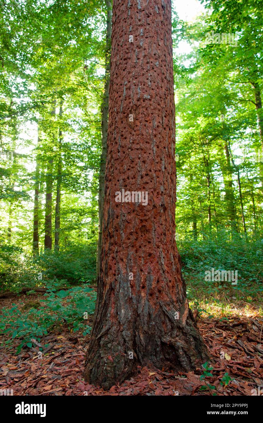 Black woodpecker, hack marks on pine tree Stock Photo - Alamy