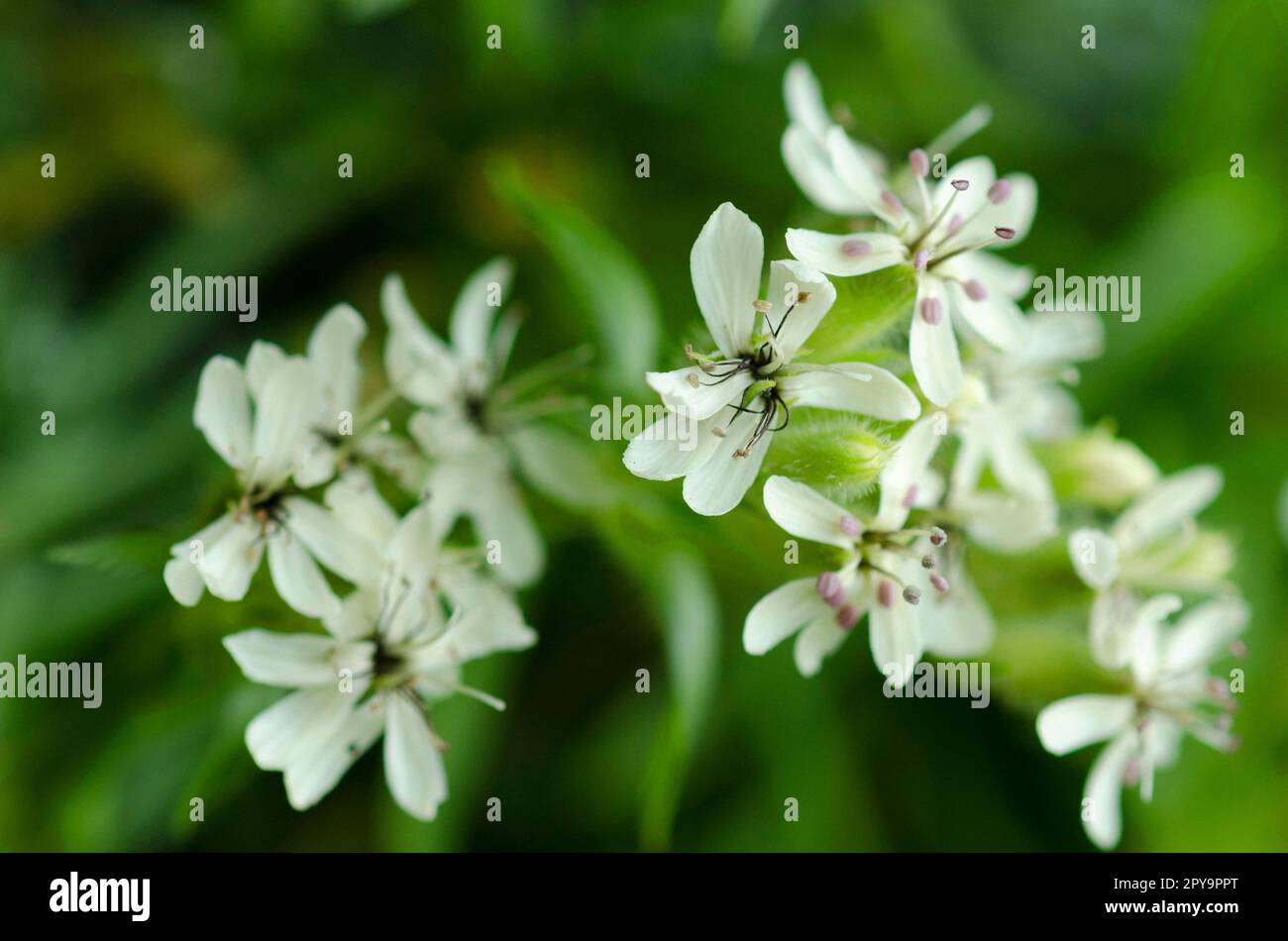 Soapwort plant hi-res stock photography and images - Alamy