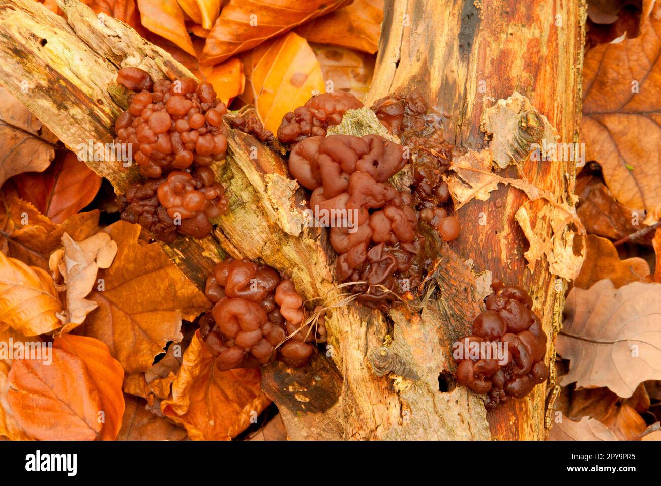 Tube fungus hi-res stock photography and images - Alamy