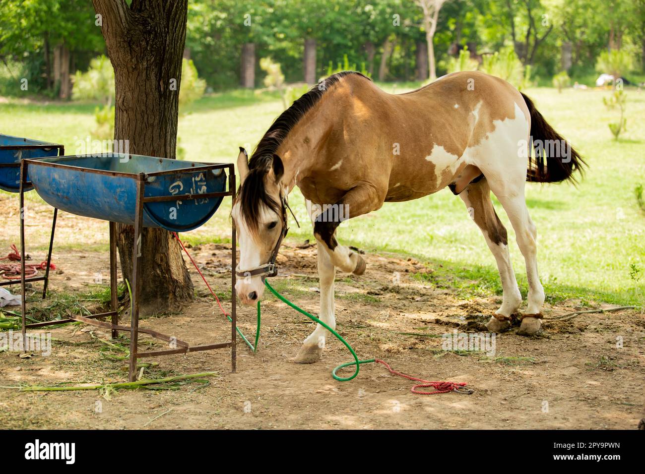 A majestic white mare peacefully grazes in a lush, green pasture ...