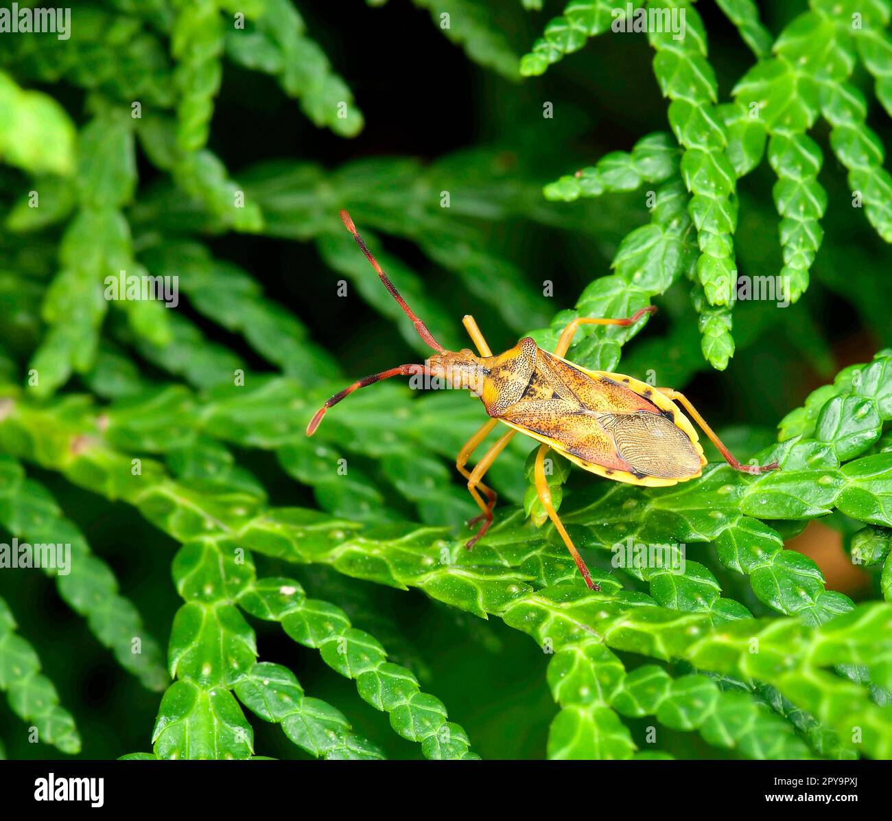 Juniper edge bug Stock Photo - Alamy