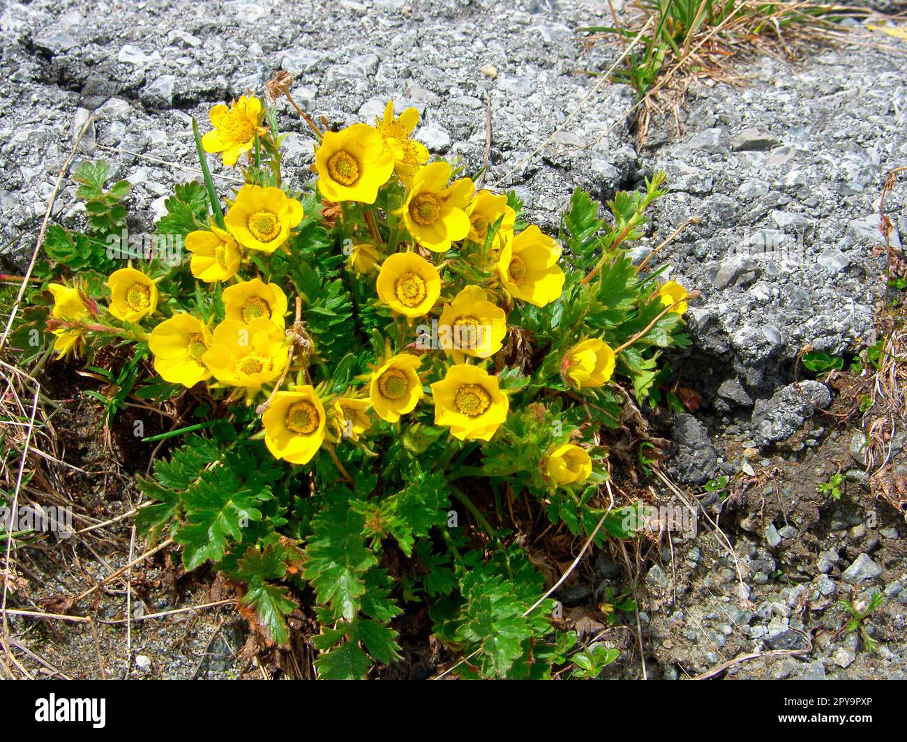 Mountain carnation root Stock Photo - Alamy