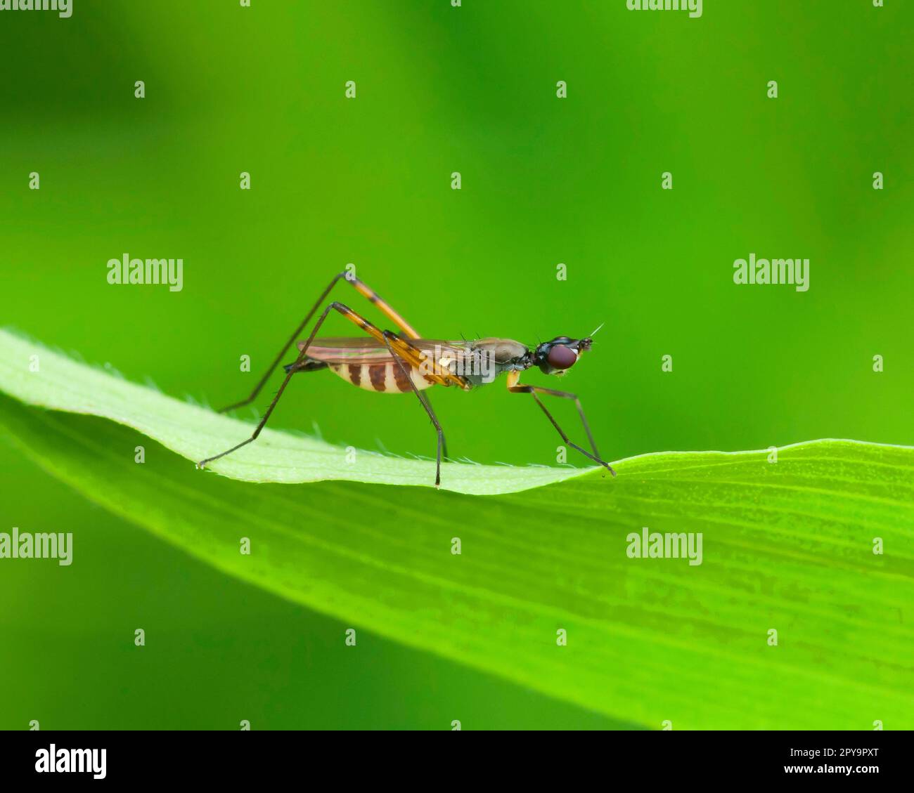 Micropeza hi-res stock photography and images - Alamy