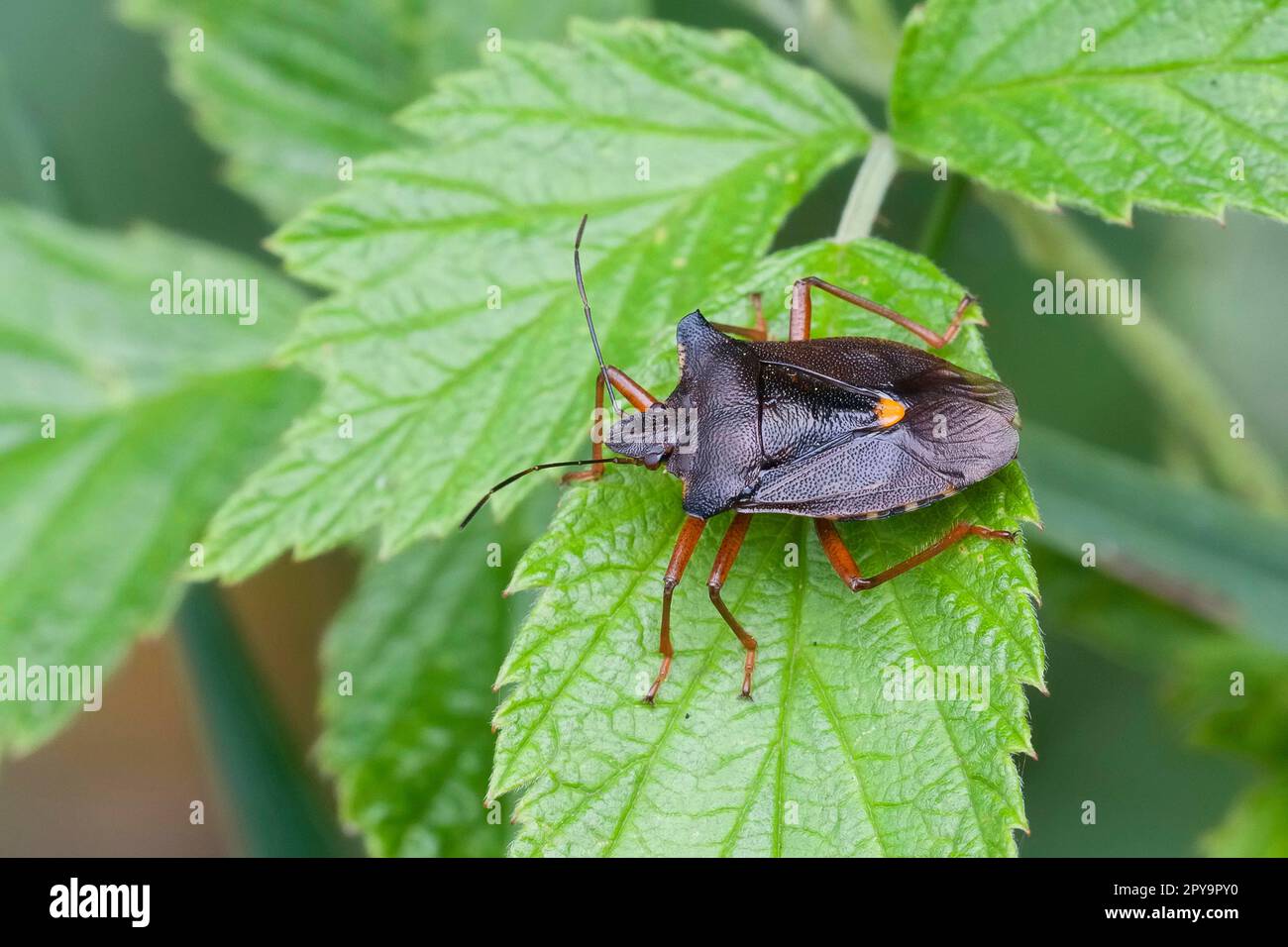 Red-legged tree bug Stock Photo - Alamy