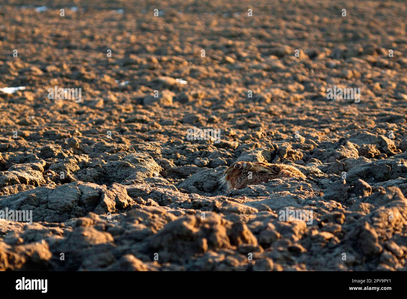 Hare house hi-res stock photography and images - Alamy