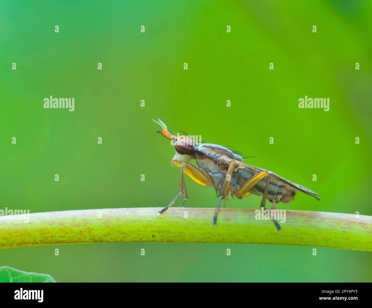 Marsh fly hi-res stock photography and images - Alamy