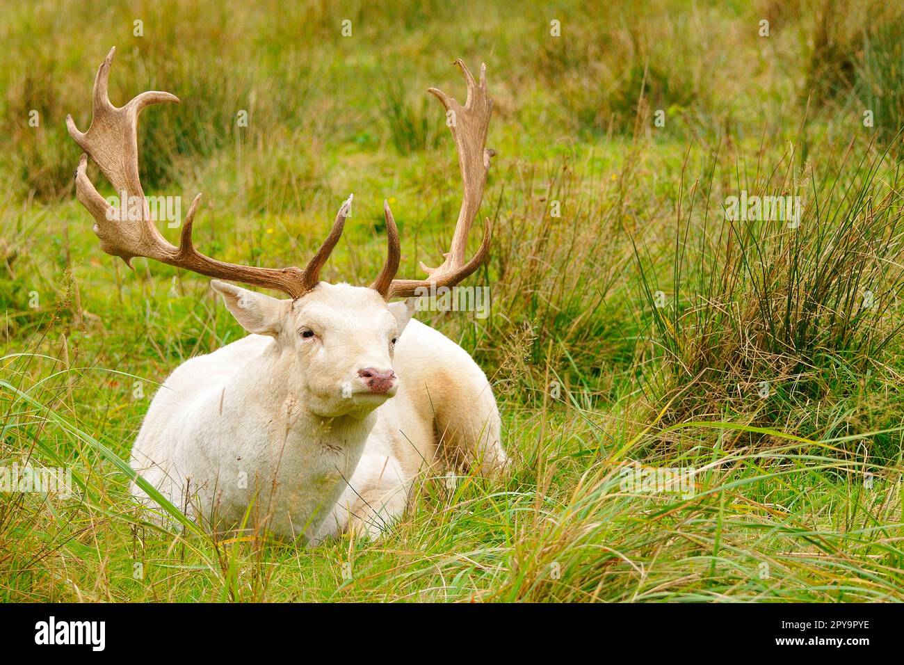 Albinism deer hi-res stock photography and images - Alamy