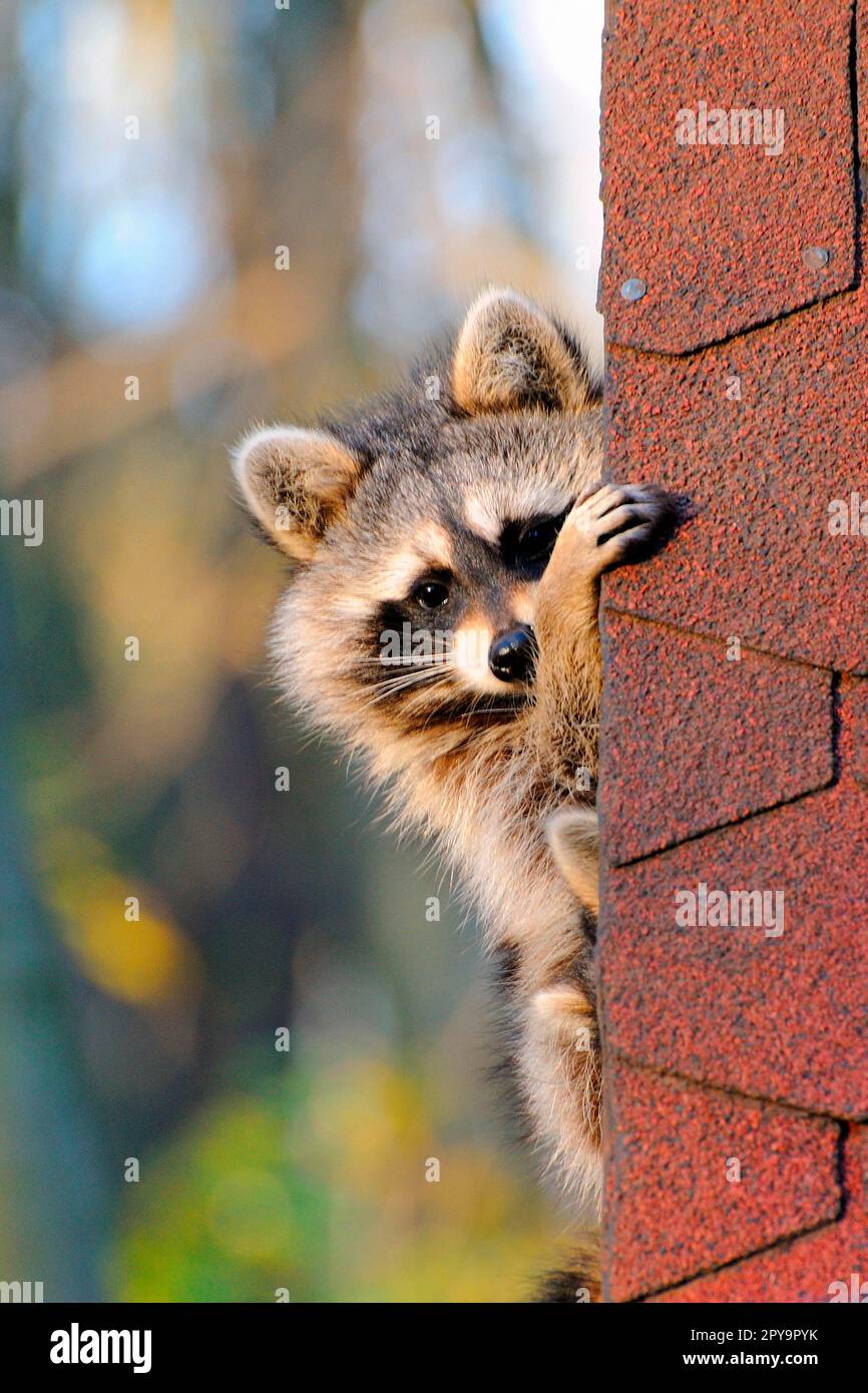 Raccoon curiosity hi-res stock photography and images - Alamy