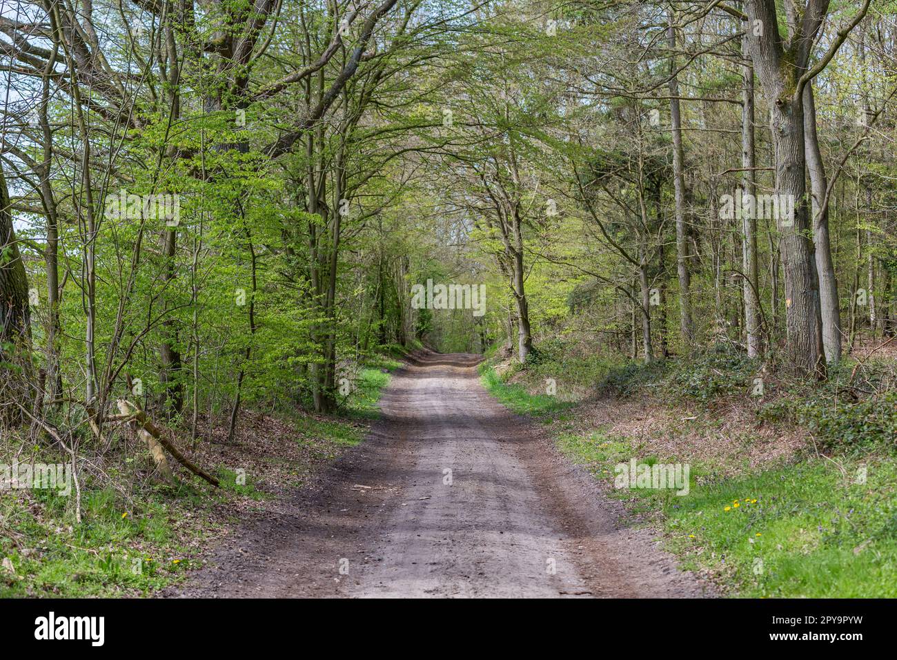 Forest Path In Spring Stock Photo - Alamy