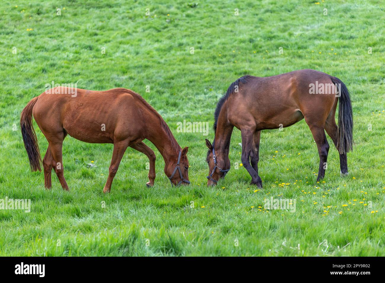 Two Horses In The Pasture Stock Photo - Alamy