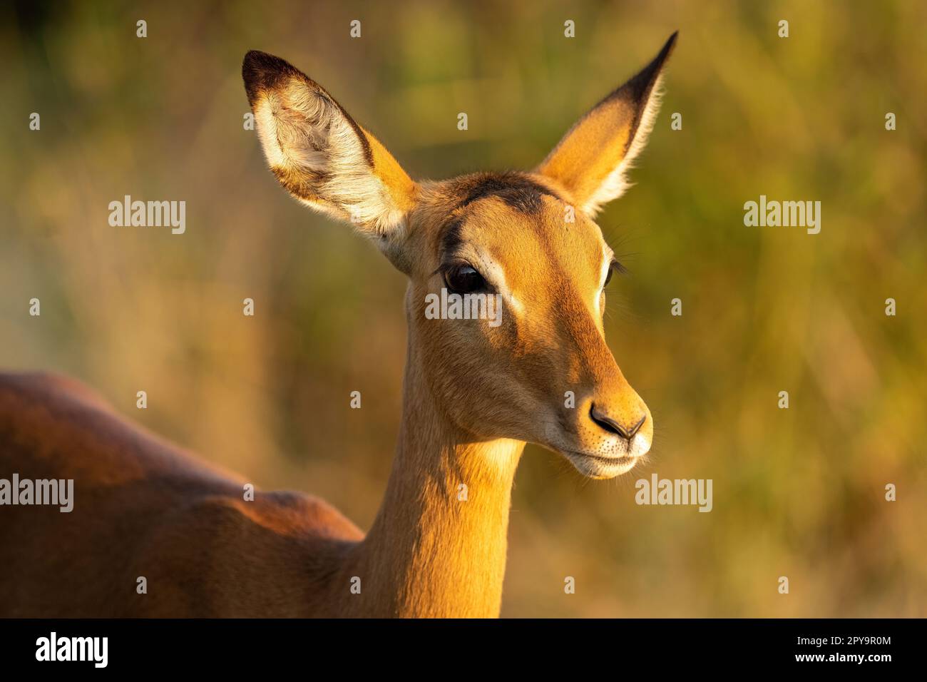 Close-up of female impala in golden light Stock Photo - Alamy