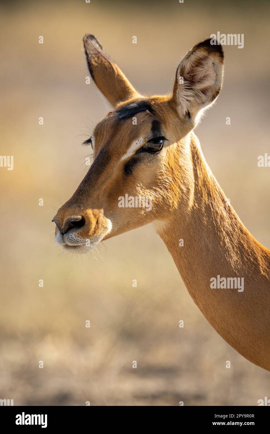 Female impala hi-res stock photography and images - Alamy