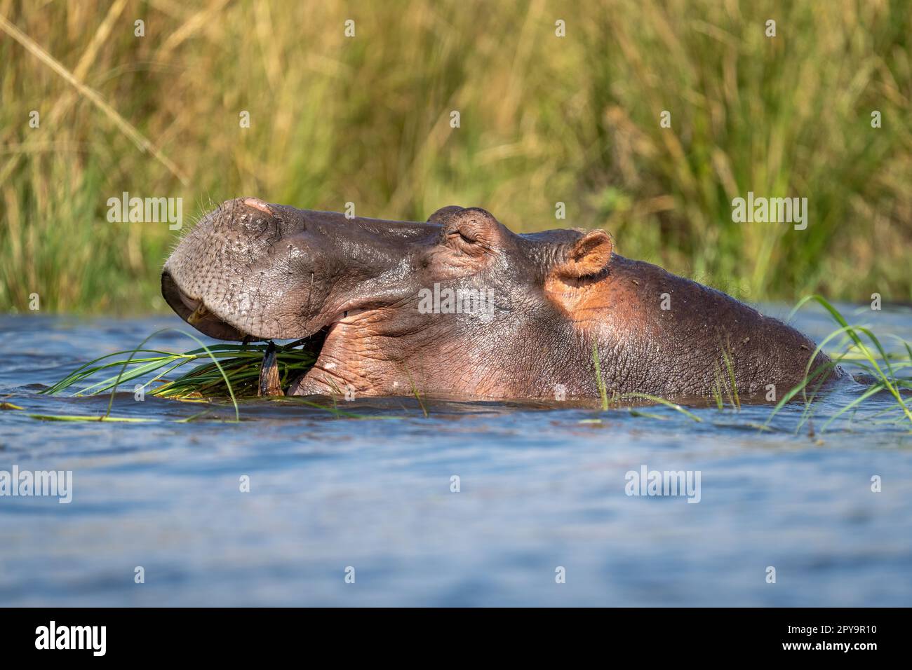 Close-up of hippo chewing grass in river Stock Photo - Alamy