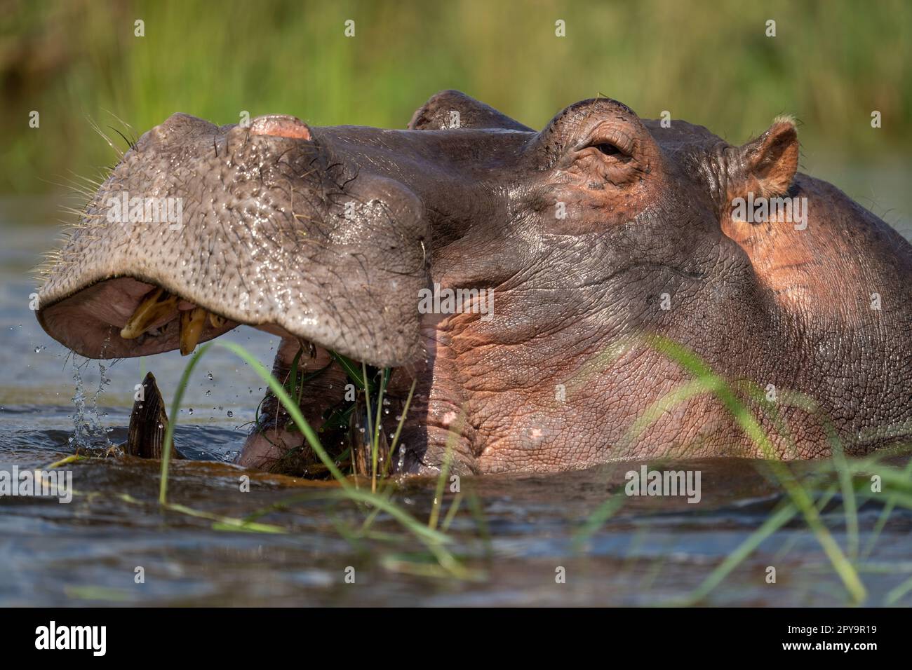 Close-up of hippo in water eating grass Stock Photo - Alamy