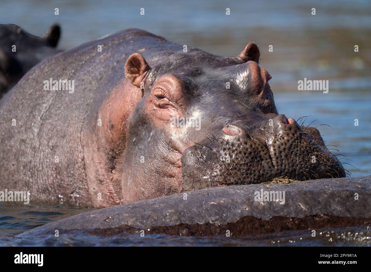 Another head head hi-res stock photography and images - Alamy