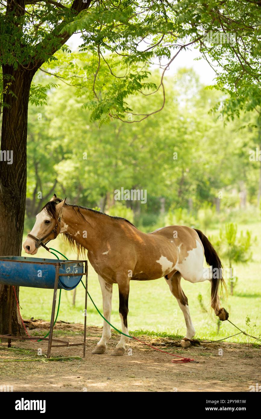 A majestic white mare peacefully grazes in a lush, green pasture ...