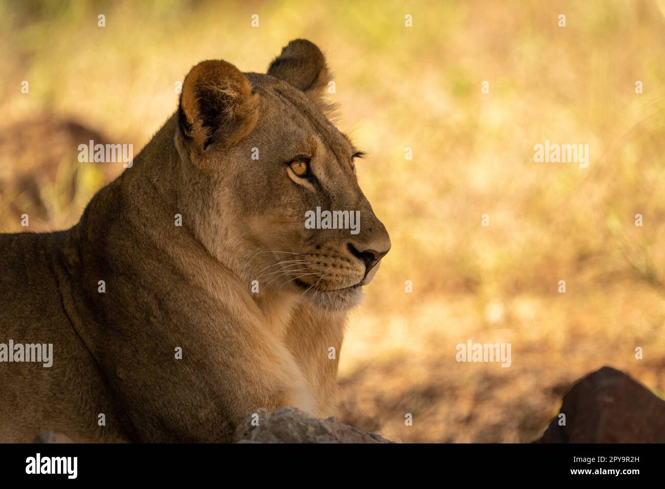 Close-up of lioness lying staring in shadow Stock Photo - Alamy
