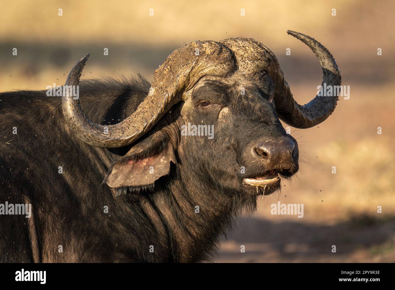 Male buffalo hi-res stock photography and images - Alamy