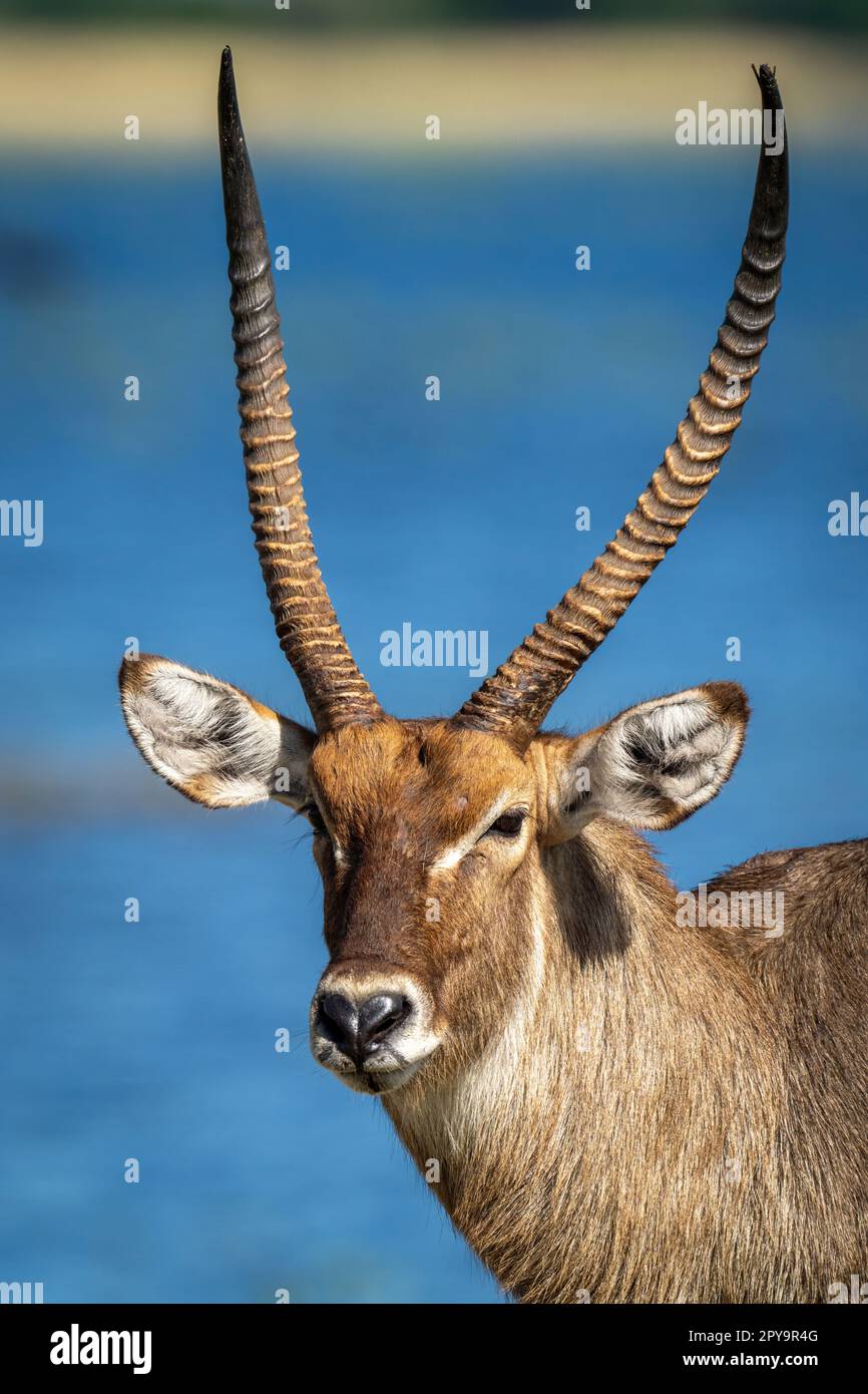 Close up male common hi-res stock photography and images - Alamy