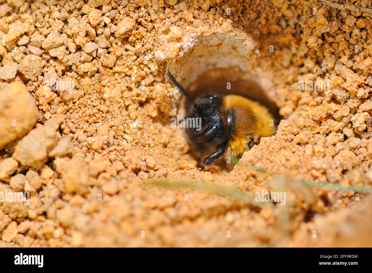 Common sand bee Stock Photo - Alamy