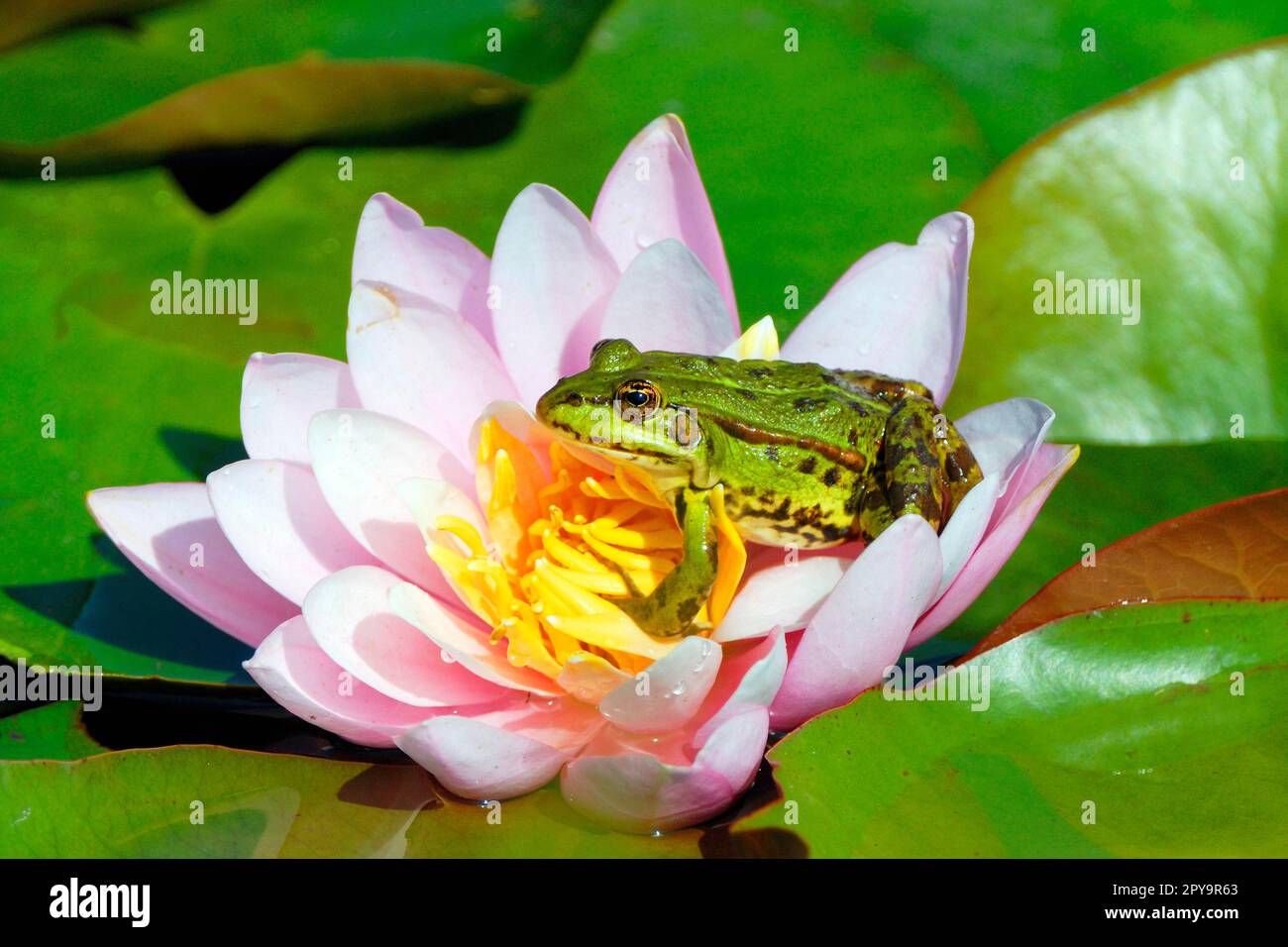 Edible Frog on water lily Stock Photo - Alamy