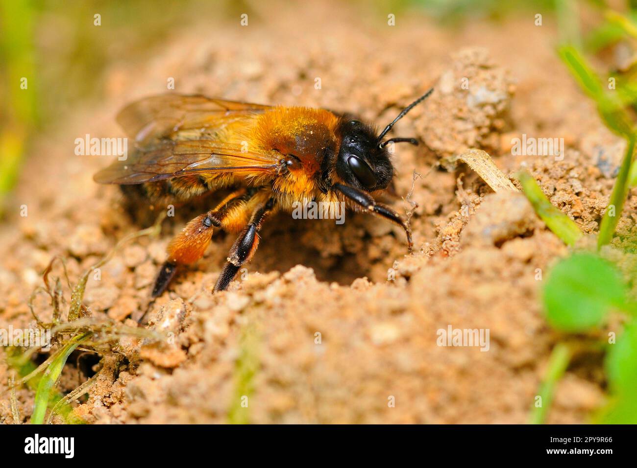 Common sand bee Stock Photo - Alamy