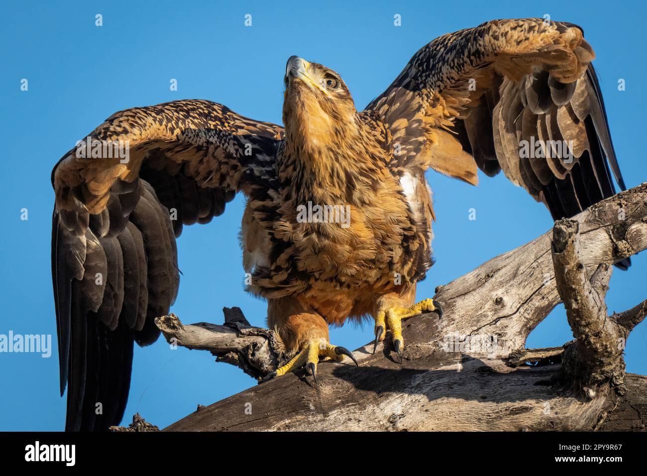 Close-up of tawny eagle crouching on branch Stock Photo - Alamy