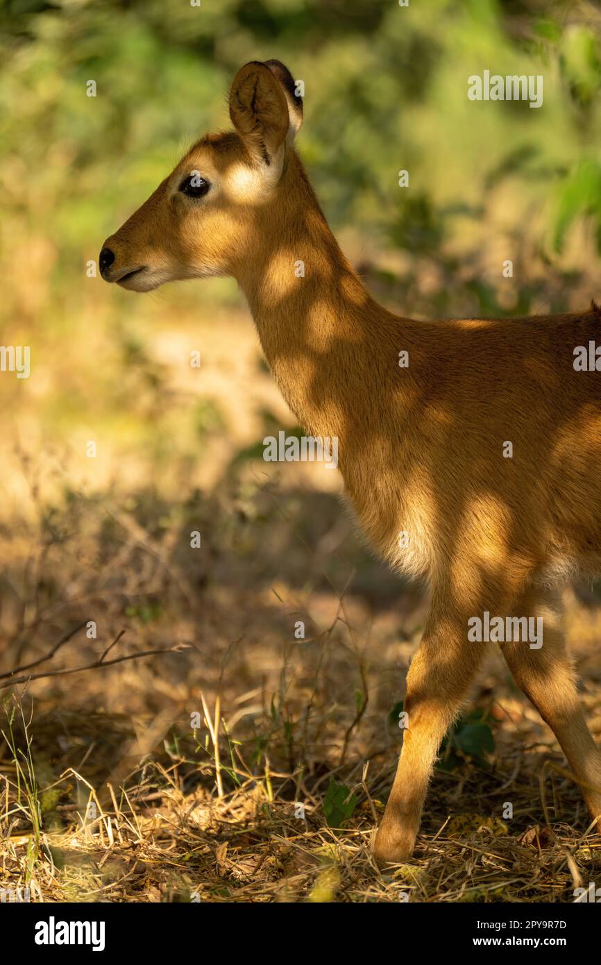 Animal puku wildlife hi-res stock photography and images - Alamy