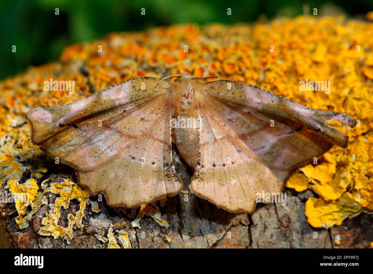 Beauty moth hi-res stock photography and images - Alamy