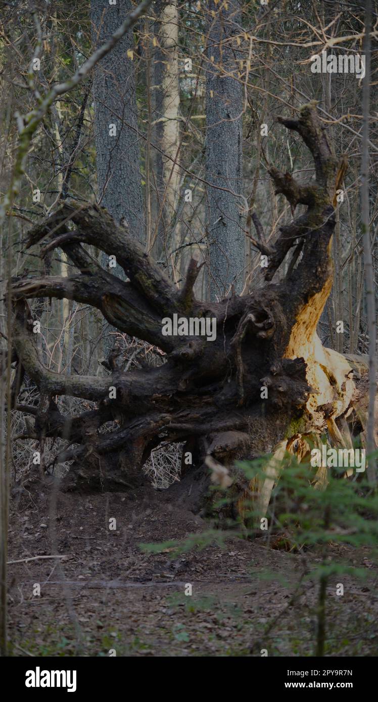 A large deciduous tree on the ground in a forest Stock Photo - Alamy