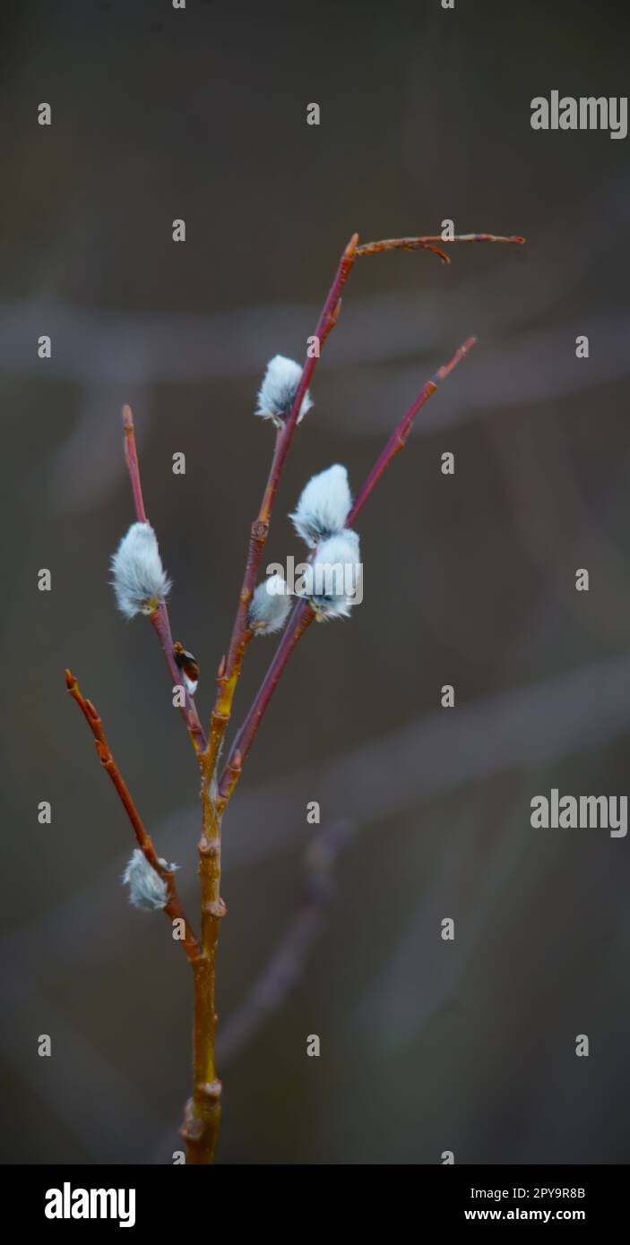 A branch of a glaucous willow (Salix discolor) in a park Stock Photo ...