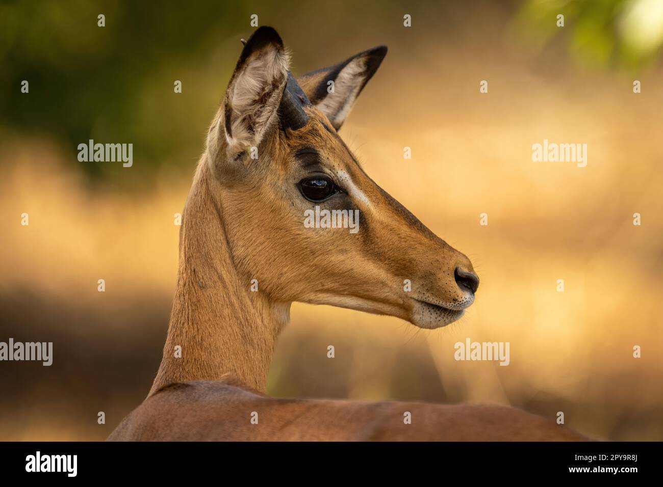 Impala head hi-res stock photography and images - Alamy