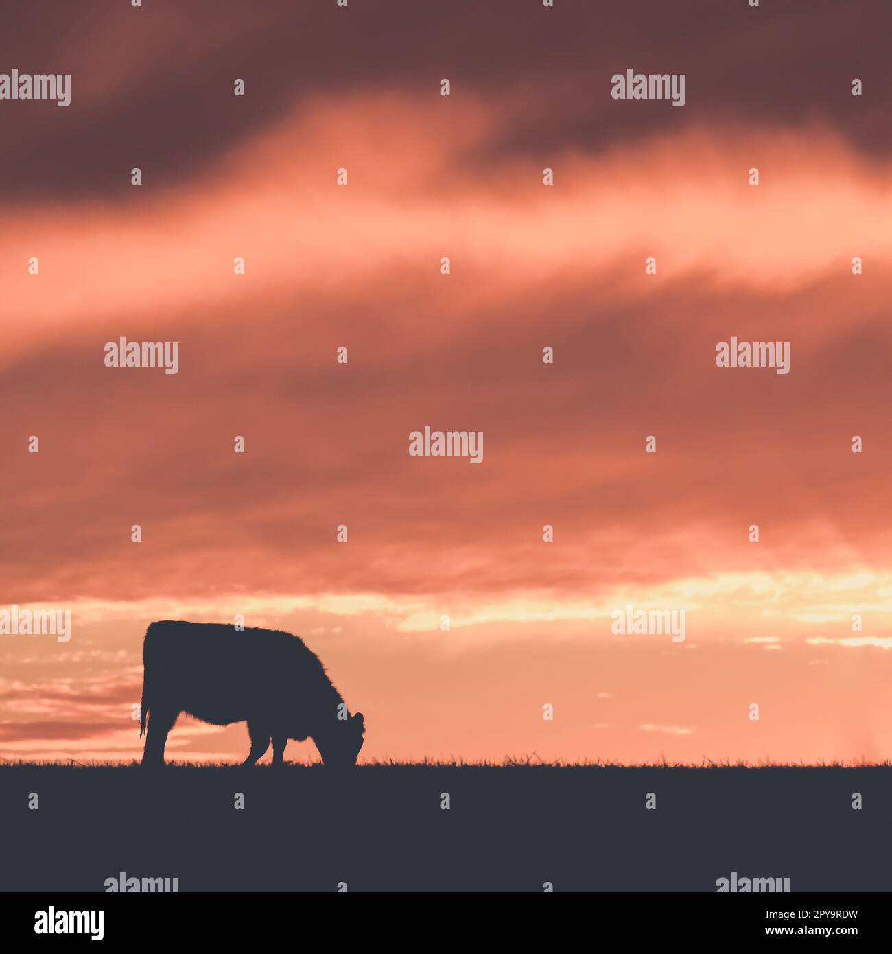 Cattle raising money hi-res stock photography and images - Alamy