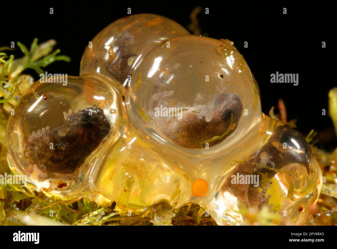 Mountain Dink Frog, Eggs, Panama Stock Photo - Alamy