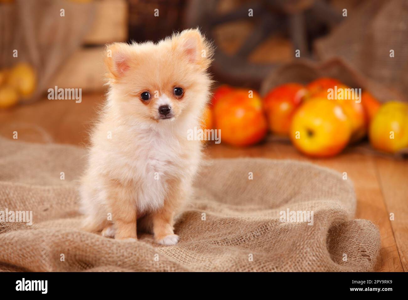 Mixed Breed Dog, puppy, 12 weeks (Pomchi) (Chiranian) (Spitz cross ...
