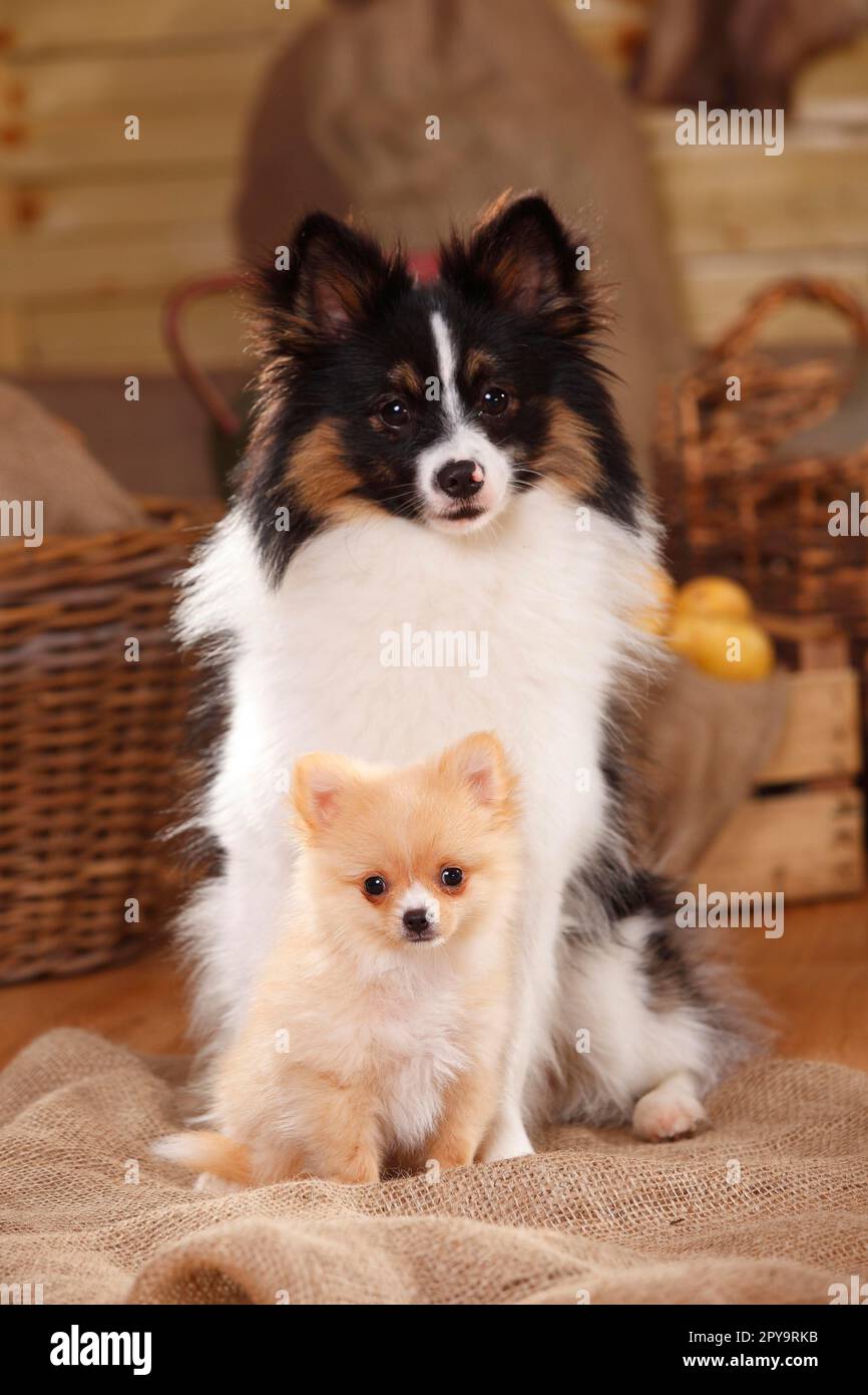 Mixed breed dog with puppy, 12 weeks (Spitz cross Stock Photo - Alamy