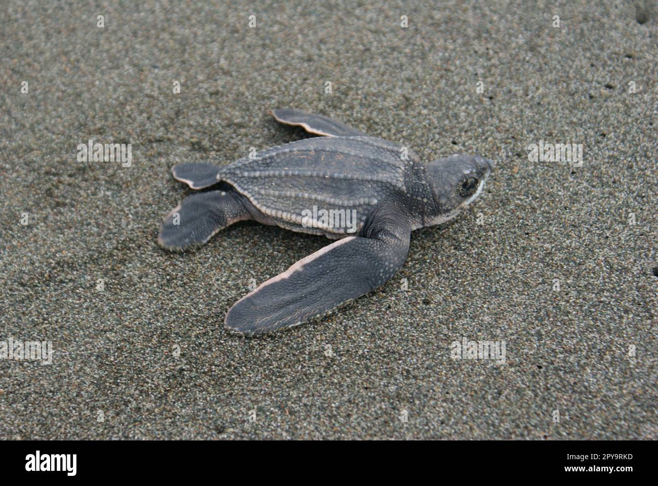 Leatherback sea turtle hi-res stock photography and images - Alamy