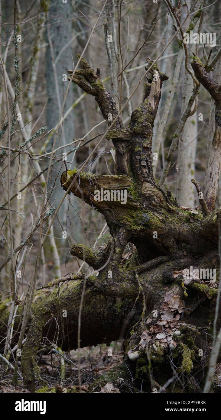 A large deciduous tree on the ground in a forest Stock Photo - Alamy