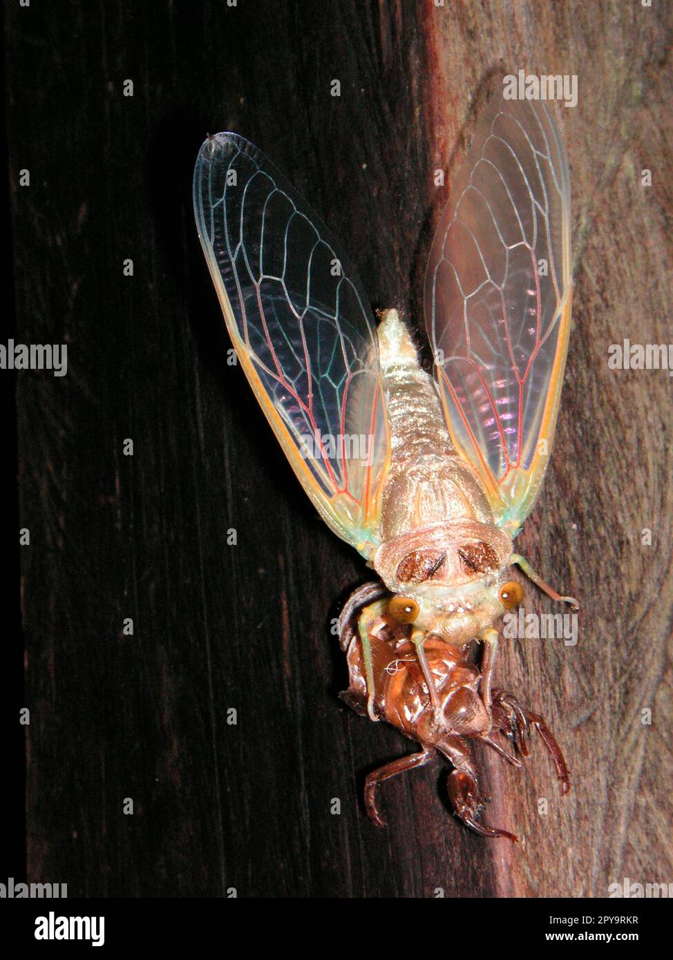 Cicada hatching hi-res stock photography and images - Alamy